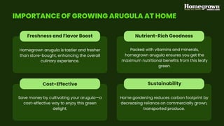 How to grow Arugula? | PDF