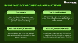 How to grow Arugula? | PDF