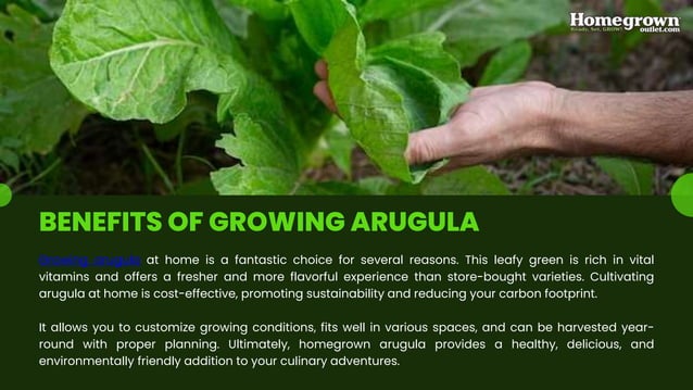 How to grow Arugula? | PPT