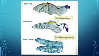 Homologoy and Analogy charecters of animals | PPT