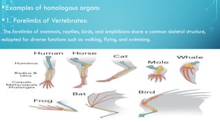 Homologoy and Analogy charecters of animals | PPT