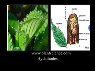 Arunkumar m pathology presentation | PPTX