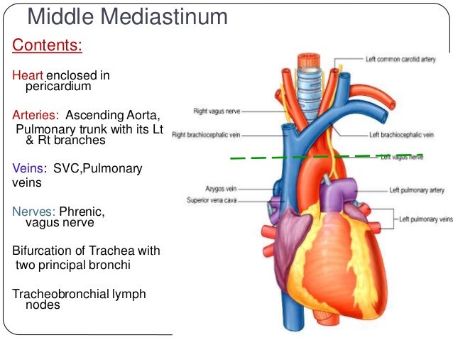 mediastinal imaging and masses