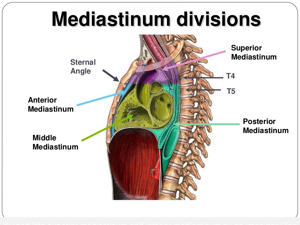 mediastinal imaging and masses