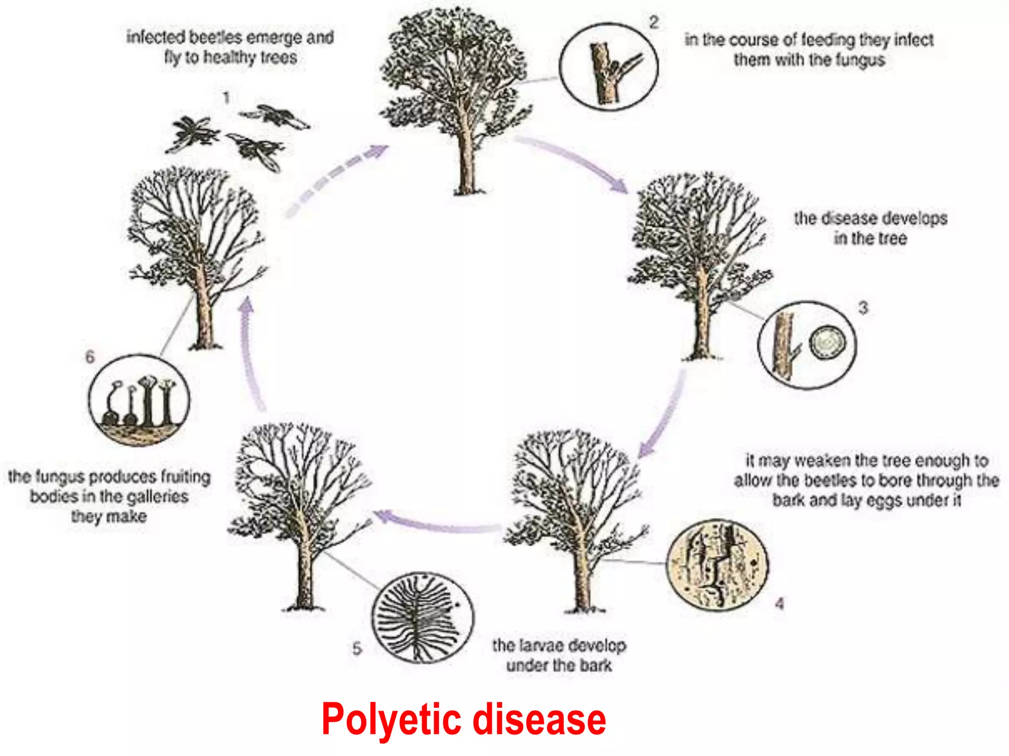 TYPES OF epidemiology | PPTX