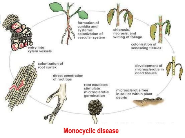TYPES OF epidemiology | PPTX