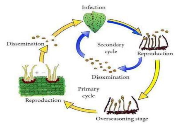 TYPES OF epidemiology | PPTX