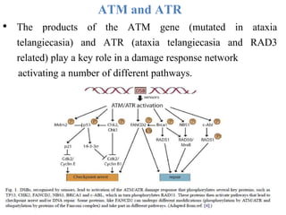 genetic in stability and its role in cancer | PPT