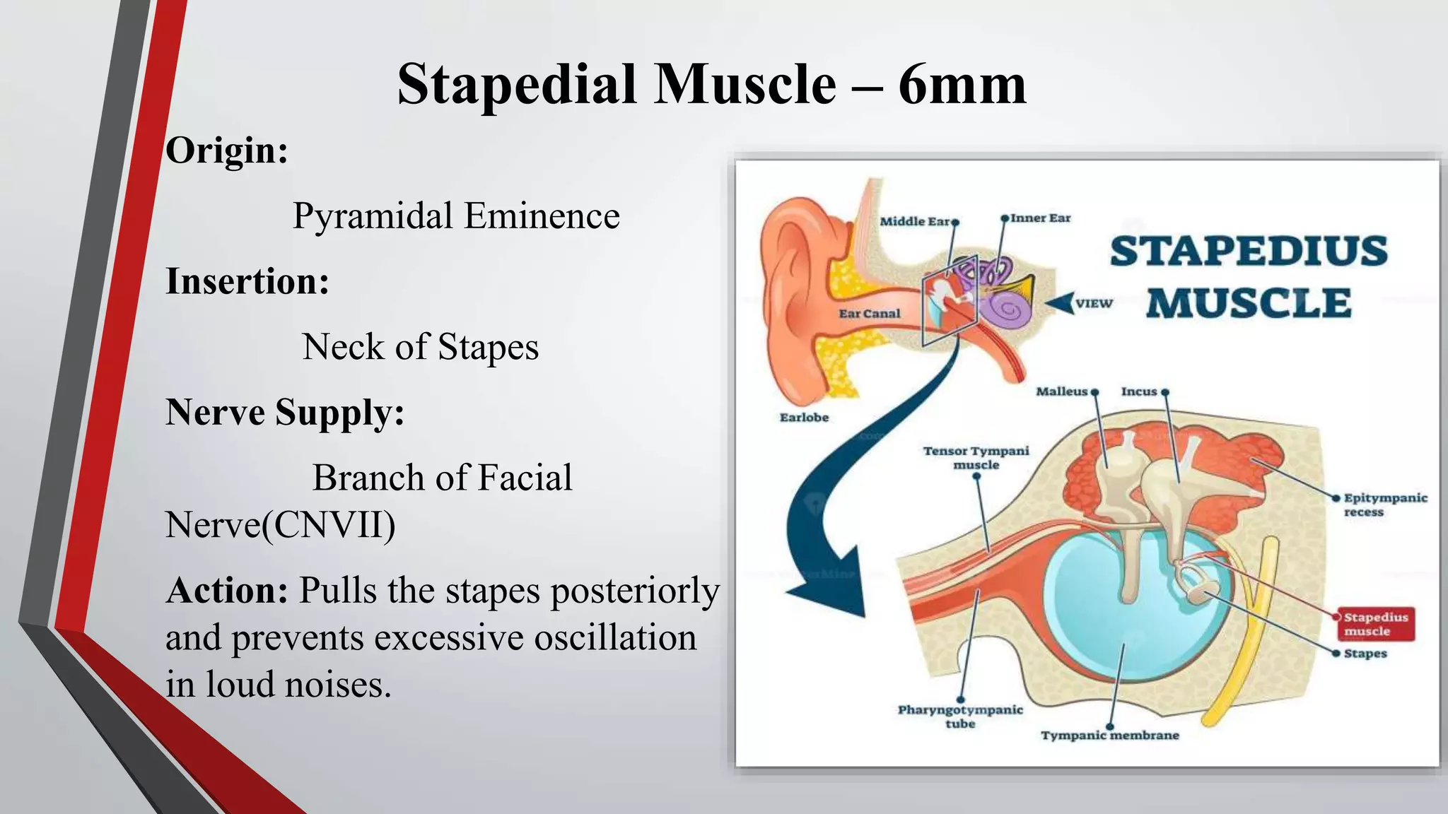 Middle Ear Myoclonus(MEM) | PPTX