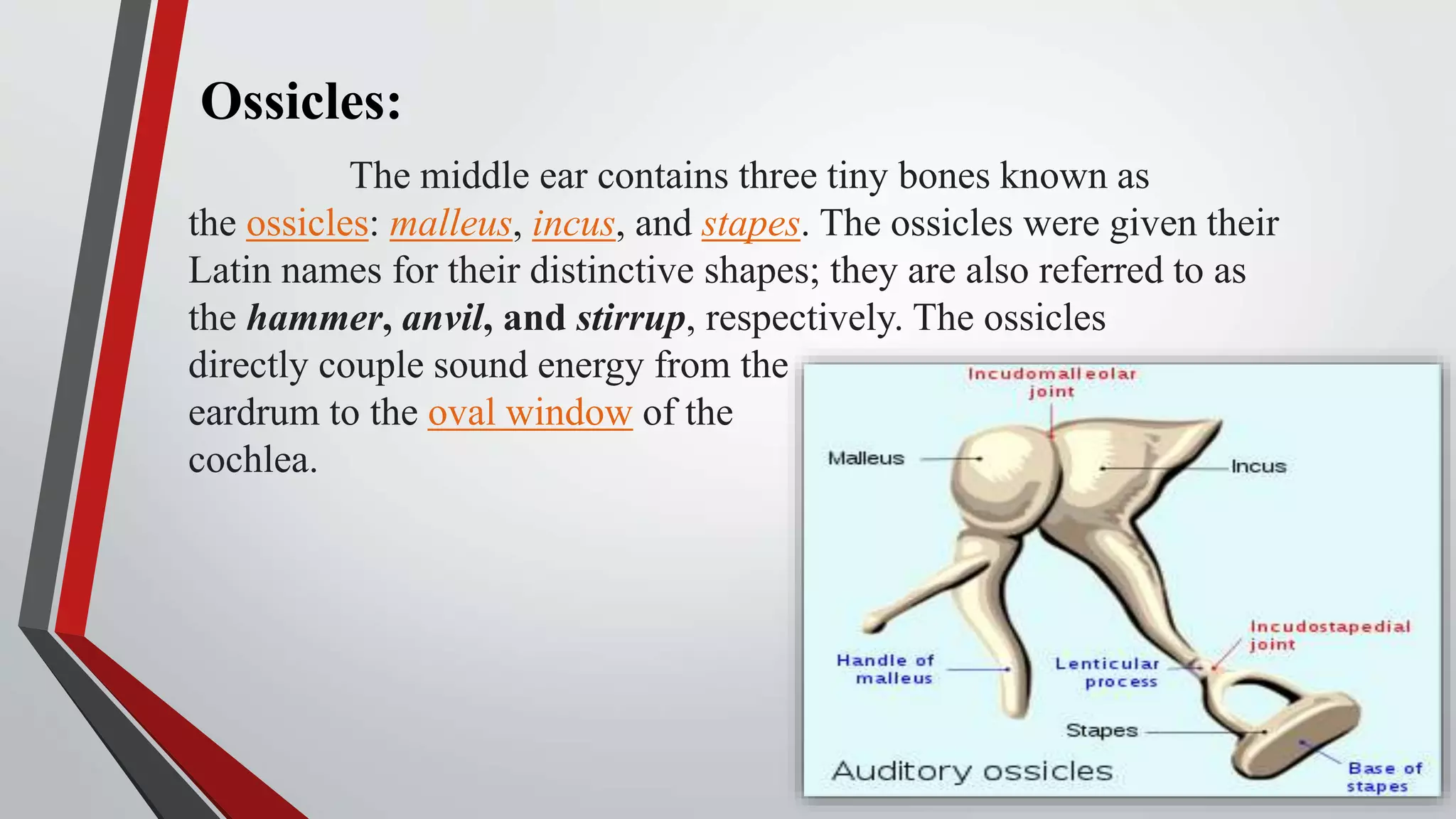 Middle Ear Myoclonus(MEM) | PPTX