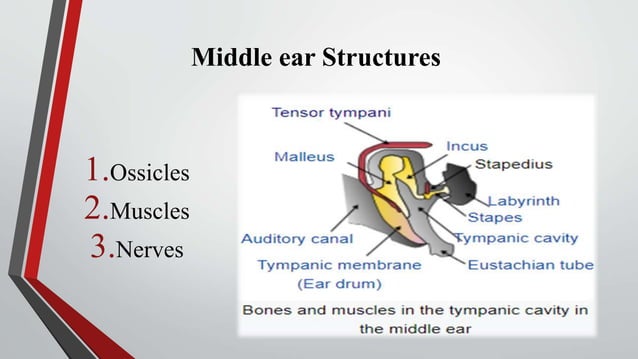 Middle Ear Myoclonus(MEM) | PPTX | Ear, Nose and Throat Conditions ...