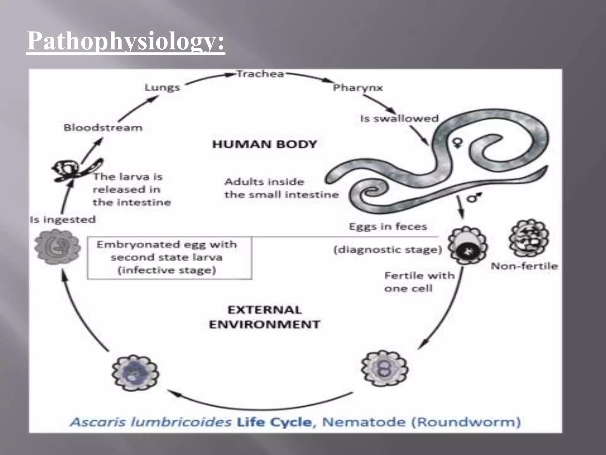 Worm infestation | PPTX