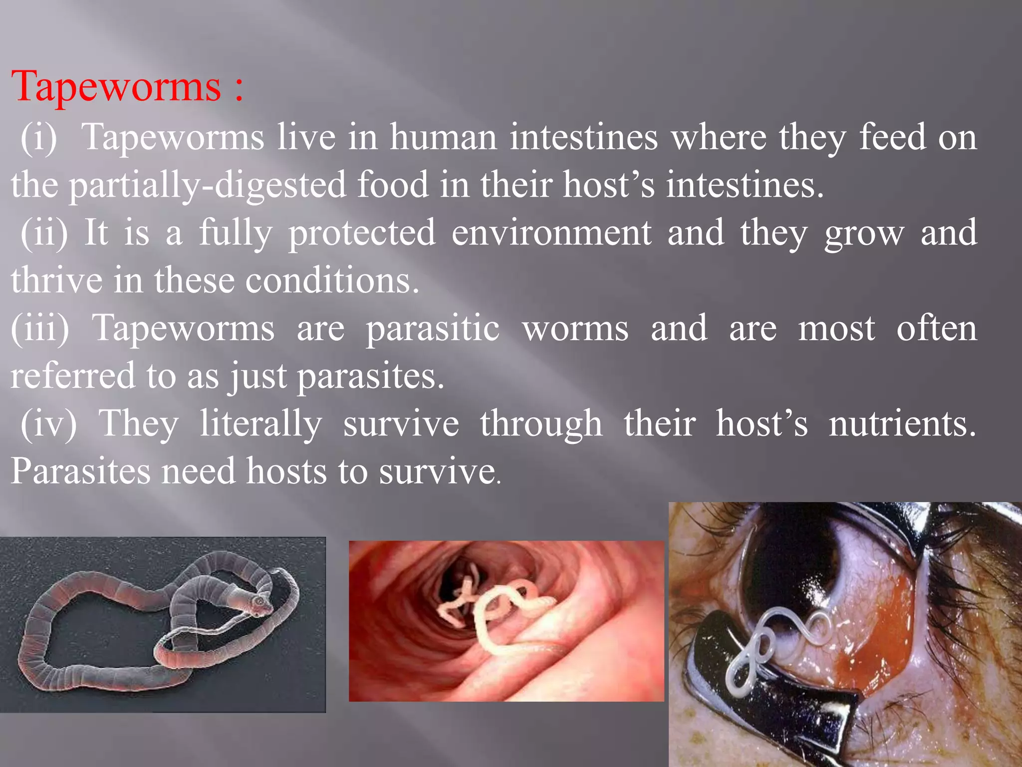 Worm infestation | PPTX