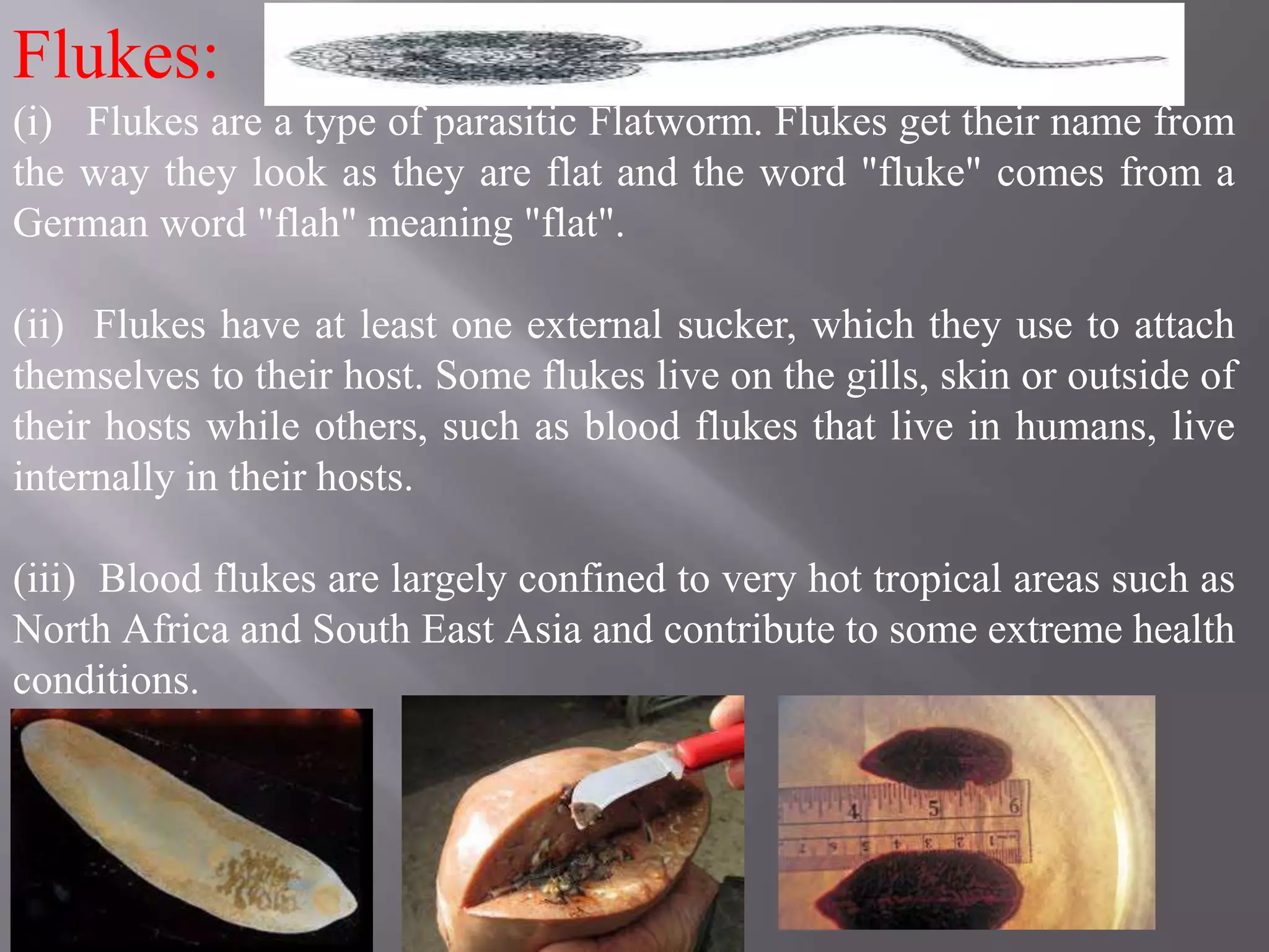 Worm infestation | PPTX | Infectious Diseases | Diseases and Conditions