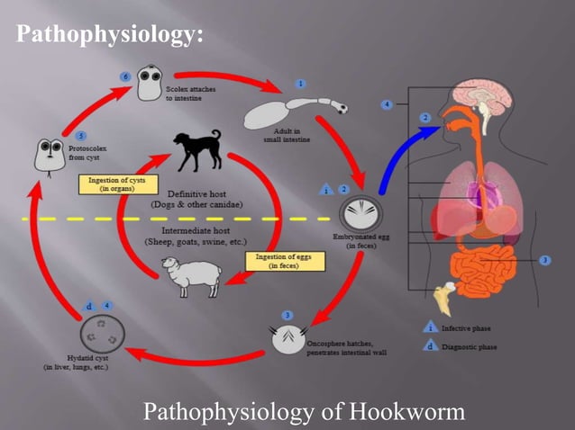 Worm infestation | PPTX | Infectious Diseases | Diseases and Conditions