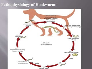 Worm infestation | PPTX