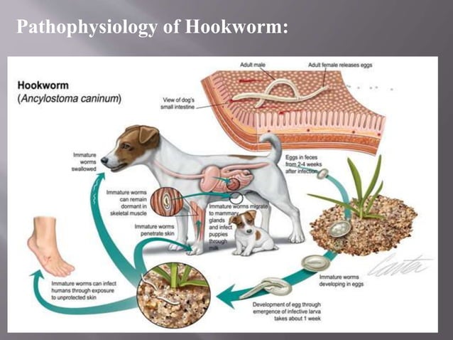Worm infestation | PPTX | Infectious Diseases | Diseases and Conditions