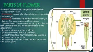 ARUSH DHAWAL PPT11 SEXUAL.pptx