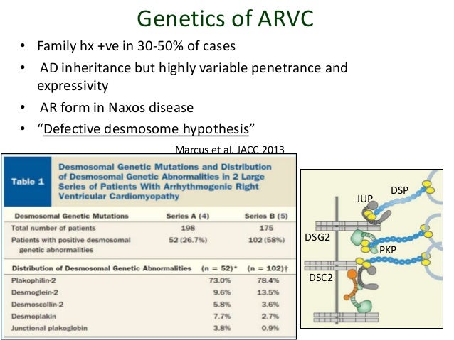 ARRHYTHMOGENIC RIGHT VENTRICULAR DYSPLASIA/CARDIOMYOPATHY