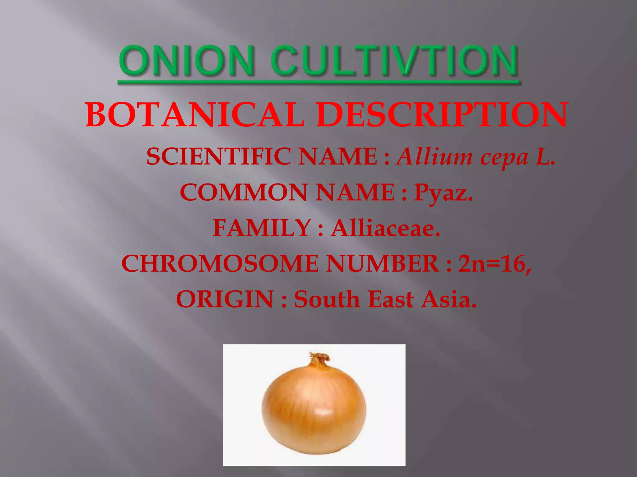onion botanical description ,cultivation and physiological disorders ...