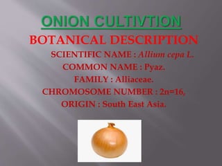 onion botanical description ,cultivation and physiological disorders ...