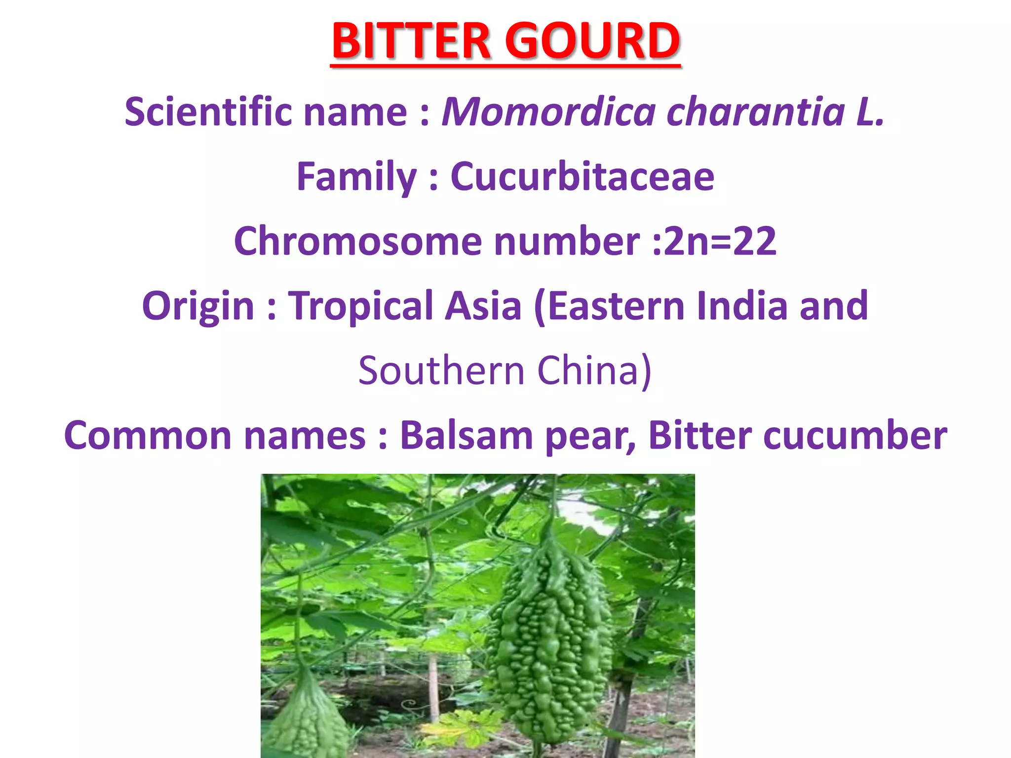 BITTERGOURD CULTIVATION , PRODUCTION TECHNOLOGY OF BITTER GOURD | PPTX