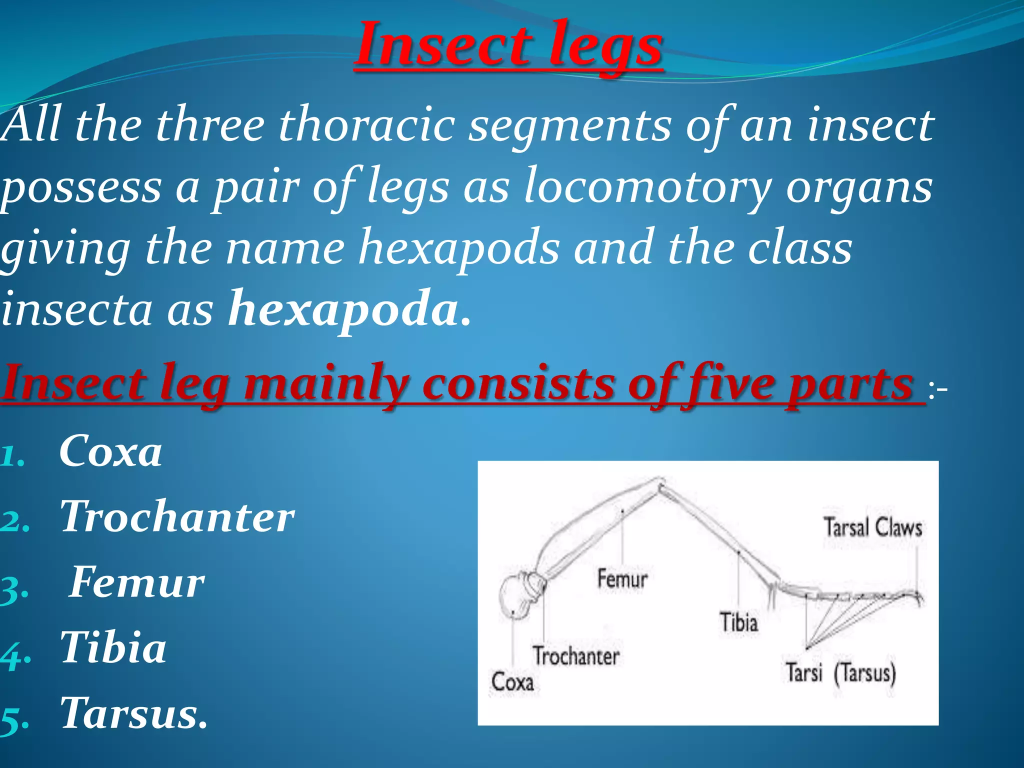 Insect leg and their modification | PPTX