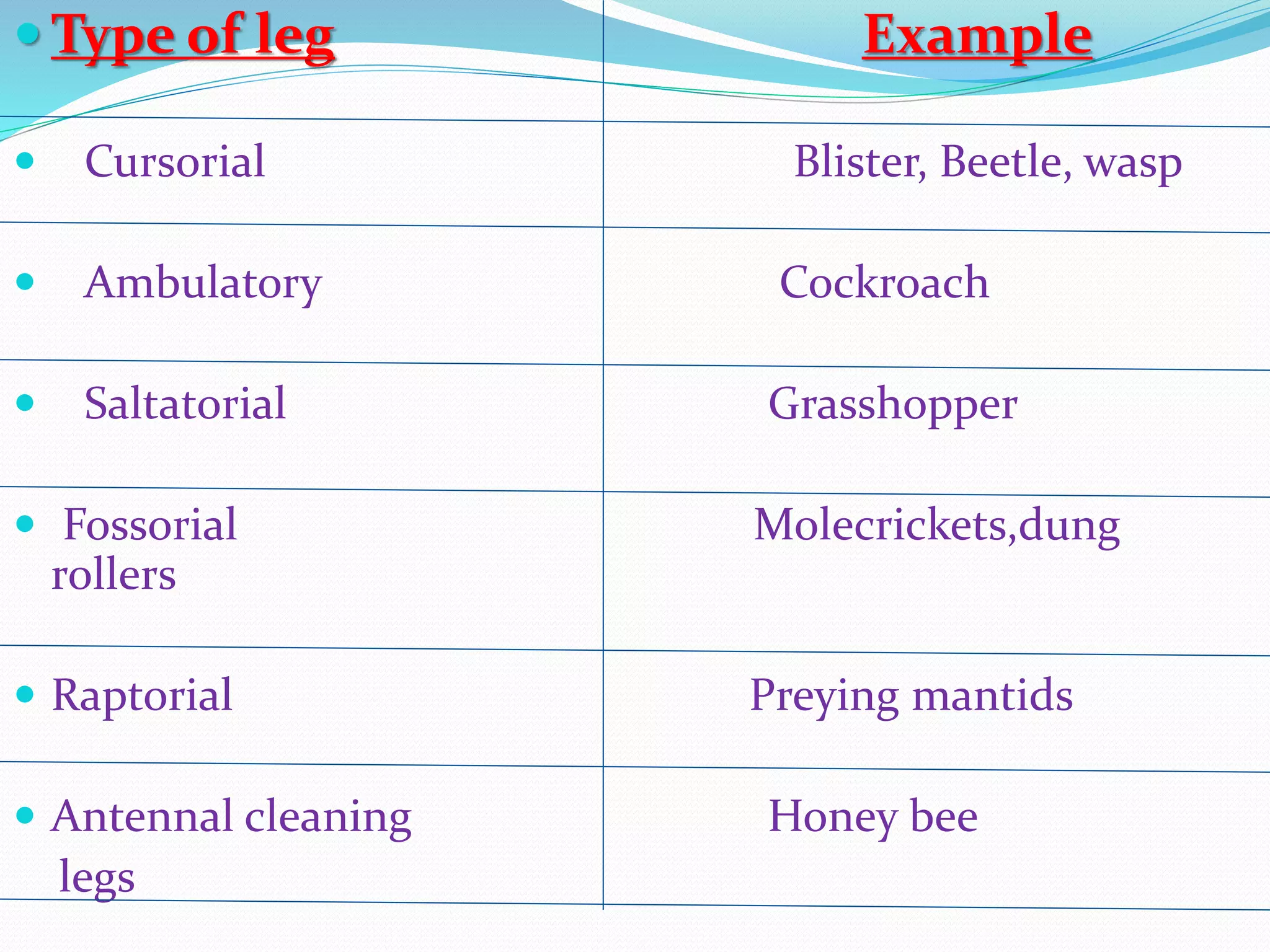 Insect leg and their modification | PPTX