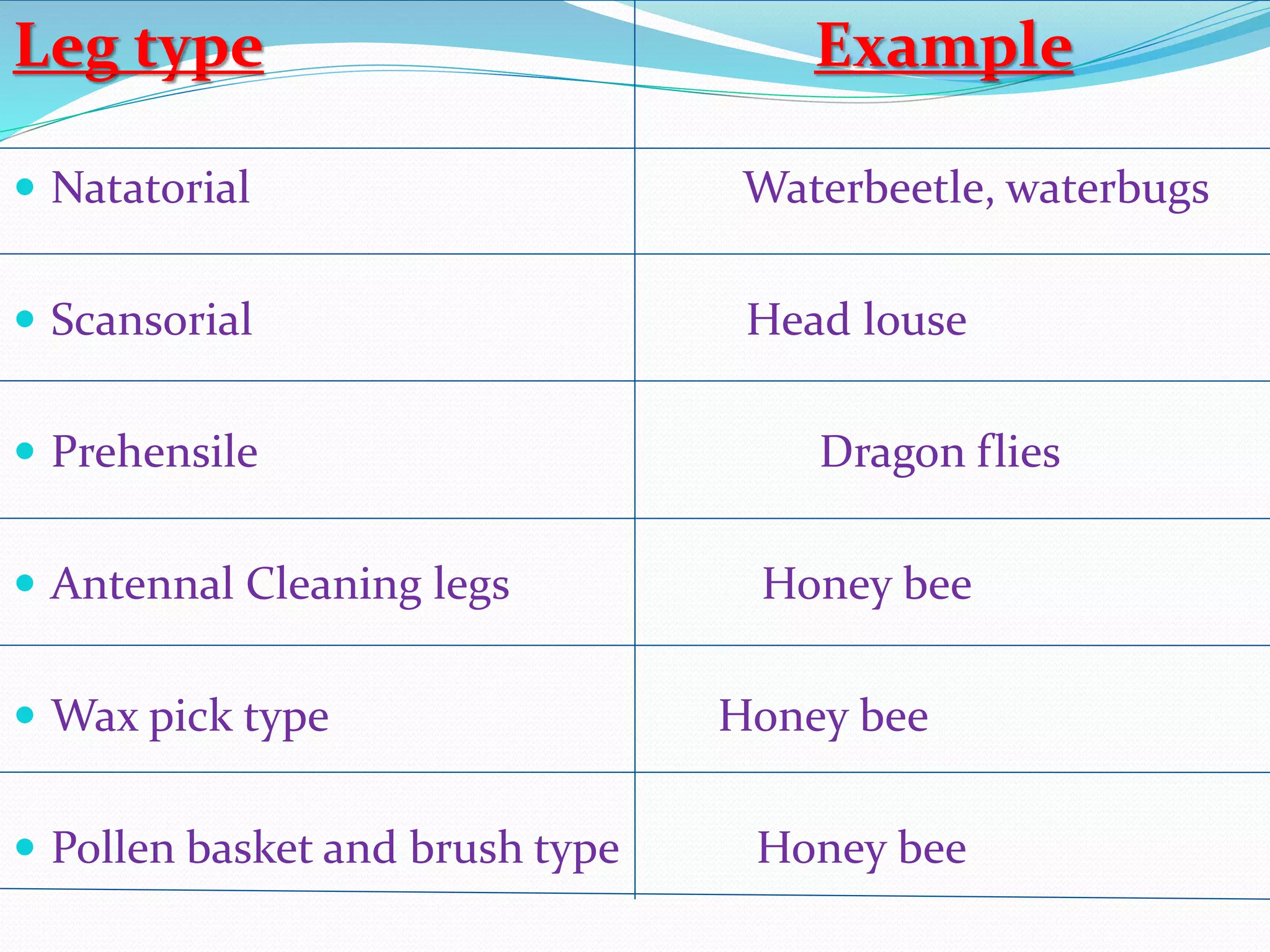 Insect leg and their modification | PPTX