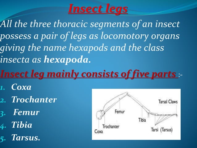 Insect leg and their modification | PPTX