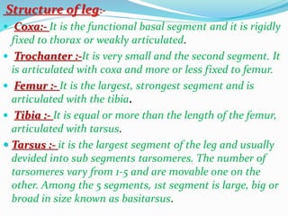 Insect leg and their modification | PPTX