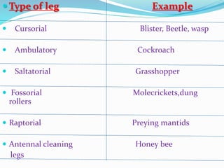 Insect leg and their modification | PPTX
