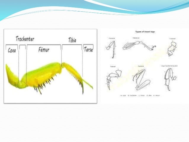 Insect leg and their modification
