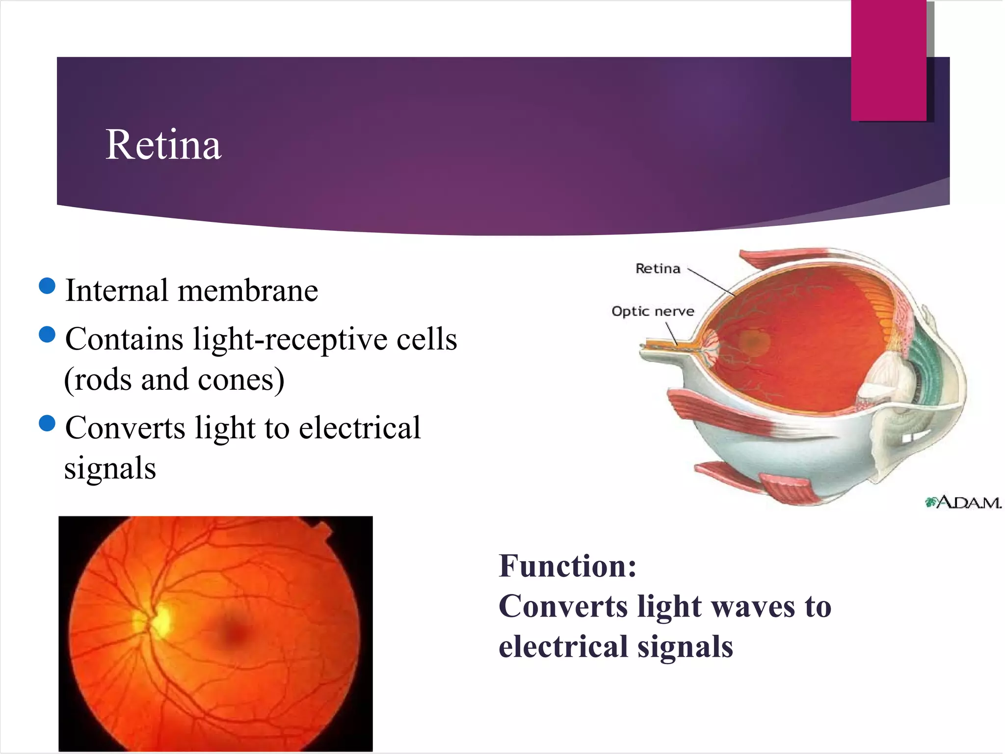 Structure and Function of the Eye | PPT