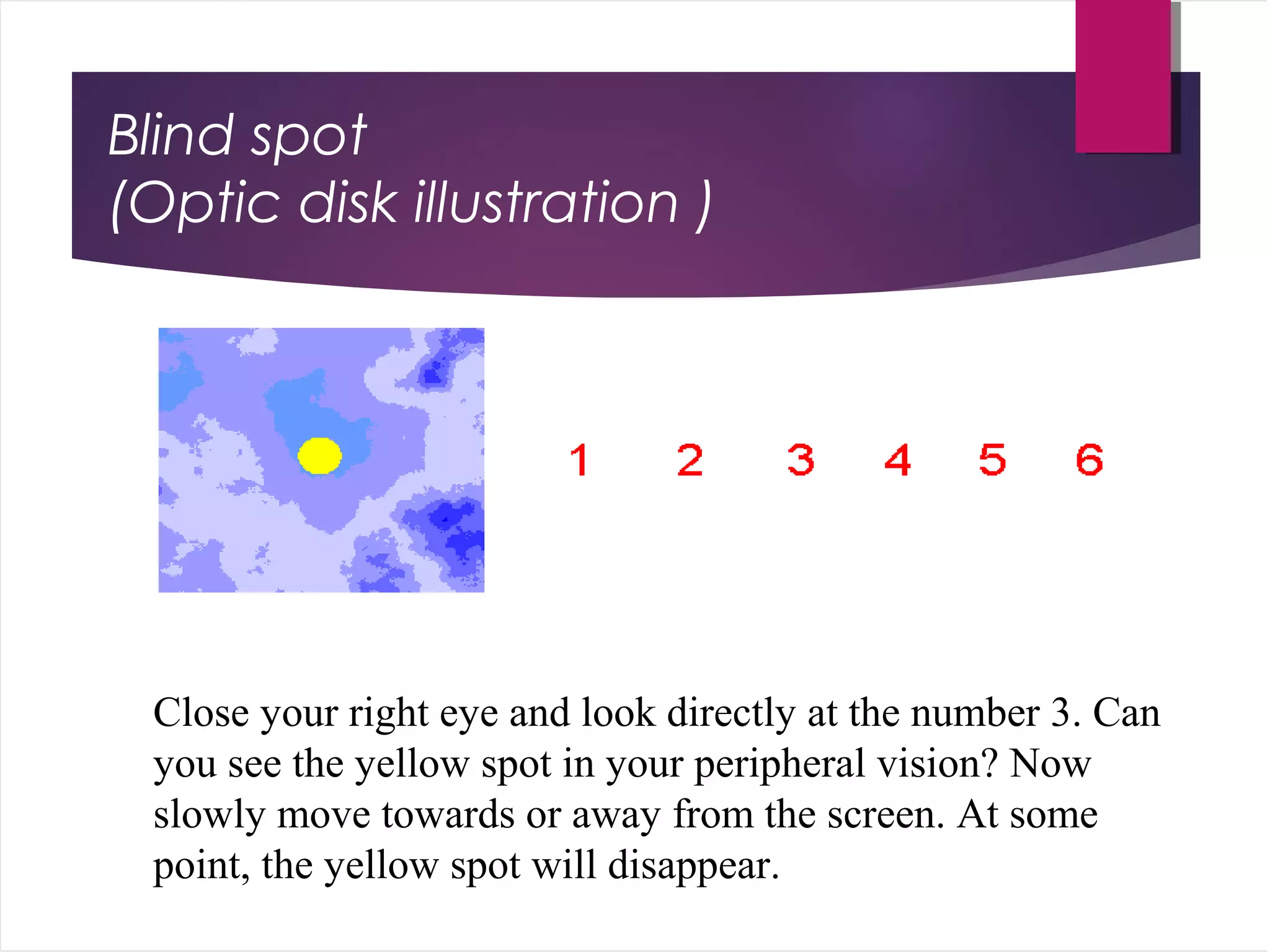 Structure and Function of the Eye | PPT