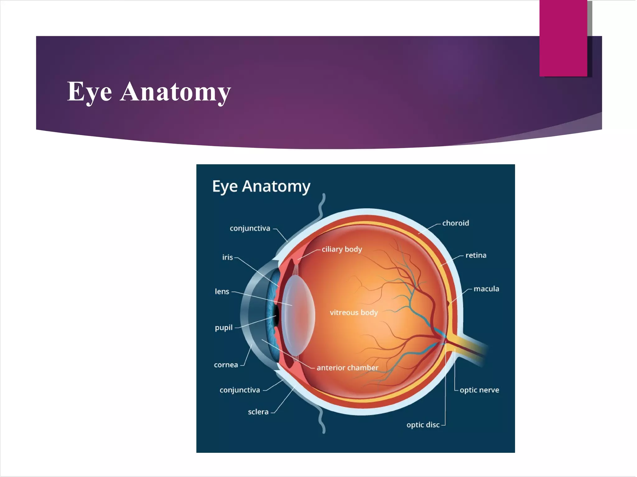 Structure and Function of the Eye | PPT