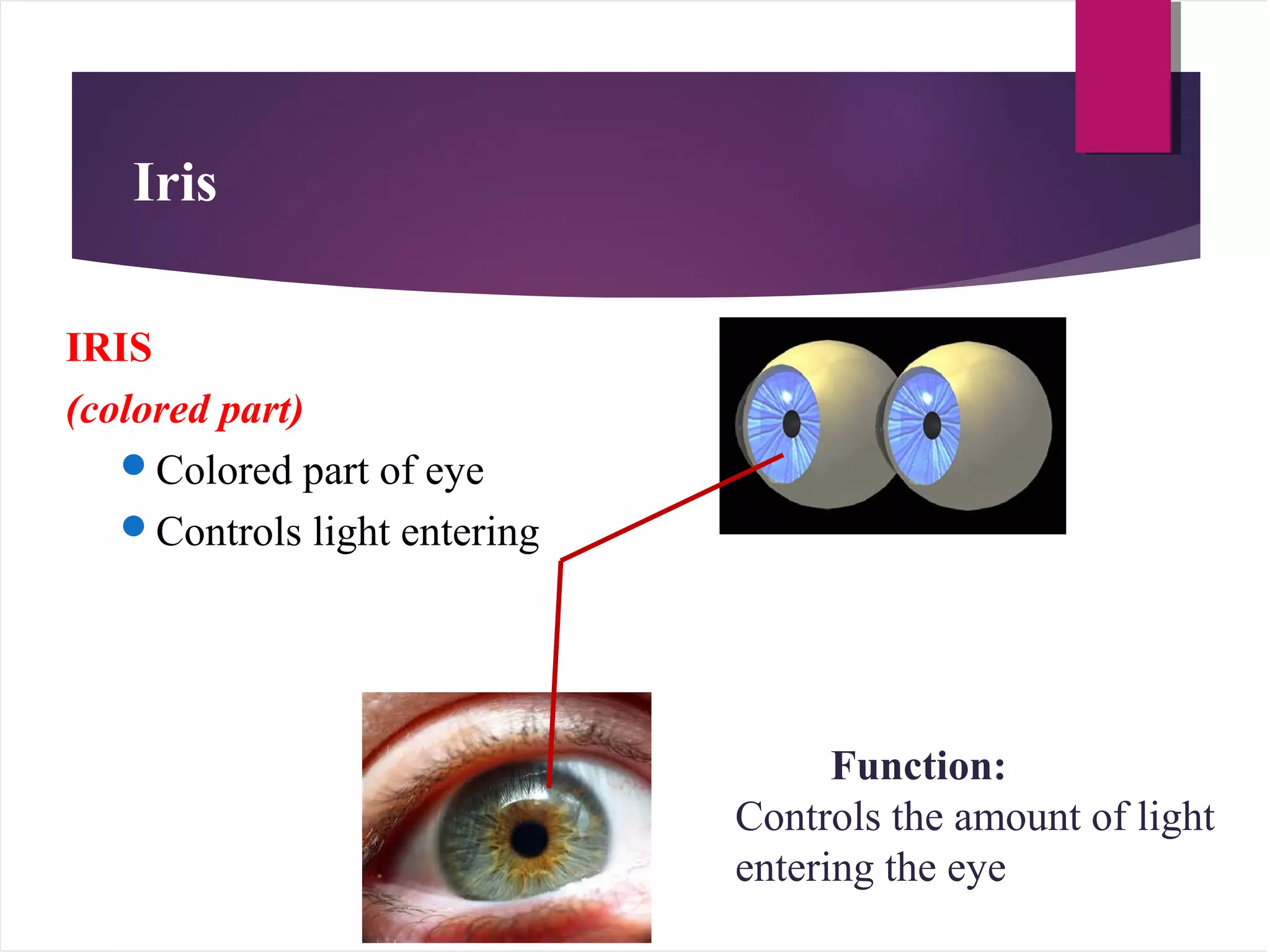 Structure and Function of the Eye | PPT
