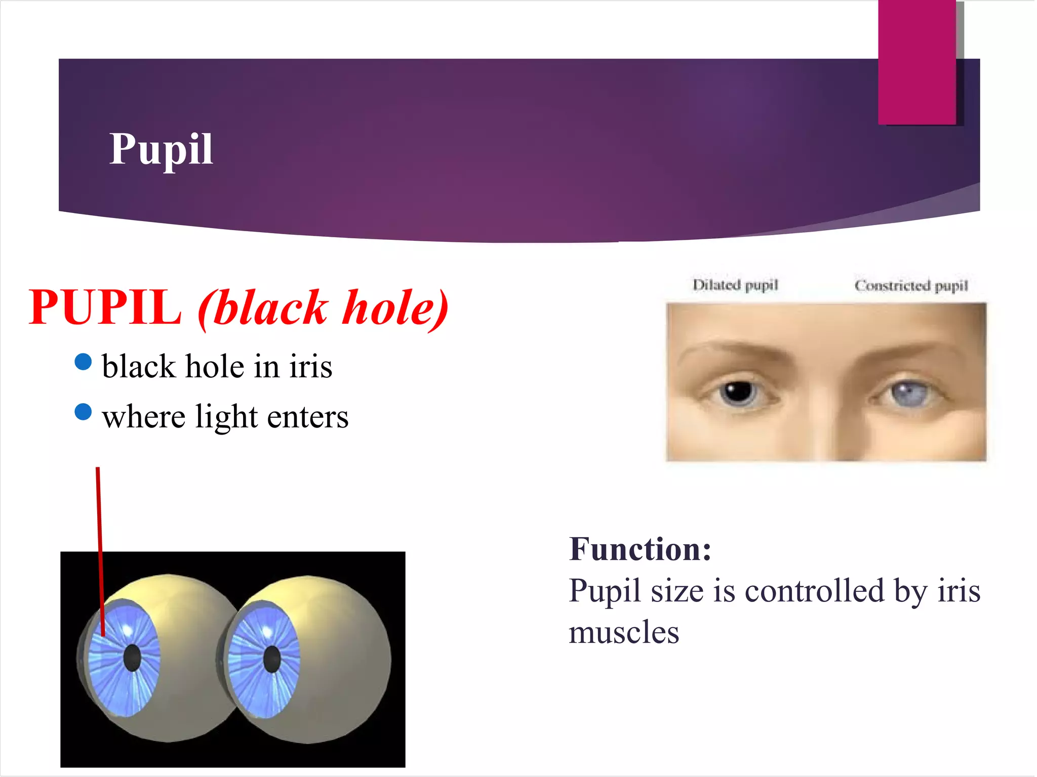Structure and Function of the Eye | PPT