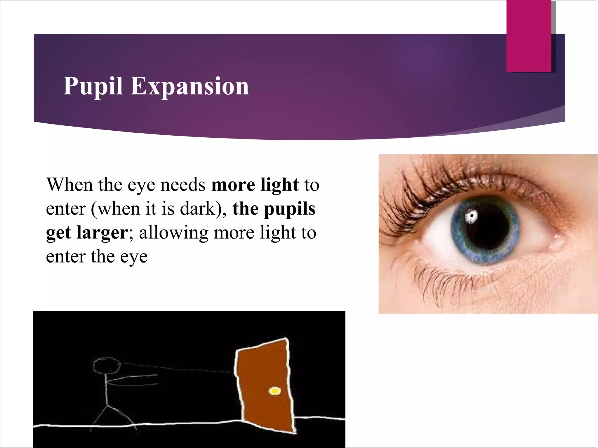 Structure and Function of the Eye | PPT