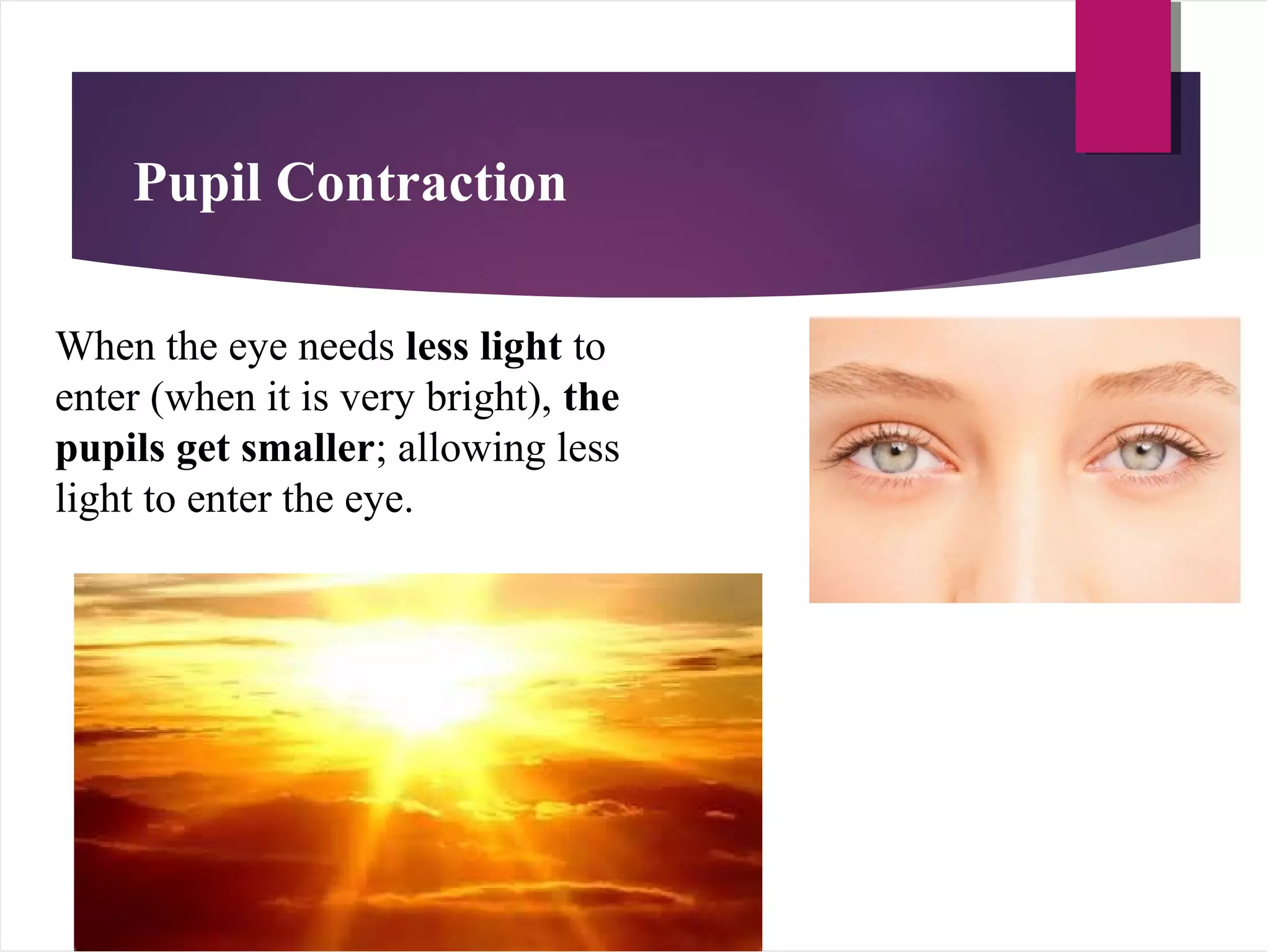 Structure and Function of the Eye | PPT
