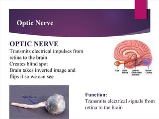 Structure and Function of the Eye | PPT