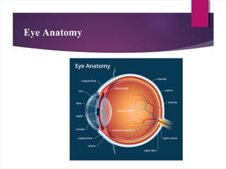 Structure and Function of the Eye | PPT