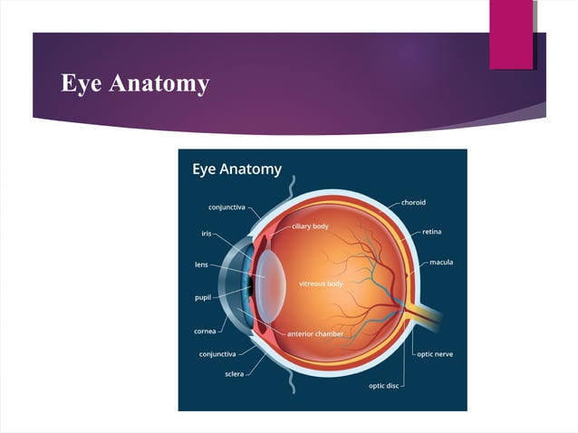 Structure and Function of the Eye | PPT | Eye and Vision Conditions ...