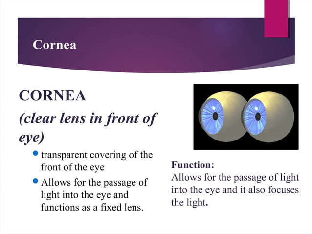 Structure and Function of the Eye | PPT | Eye and Vision Conditions ...