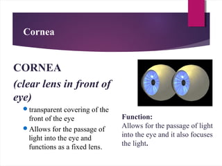 Main Functions Of The Eye