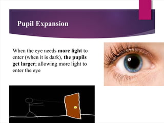 Main Functions Of The Eye