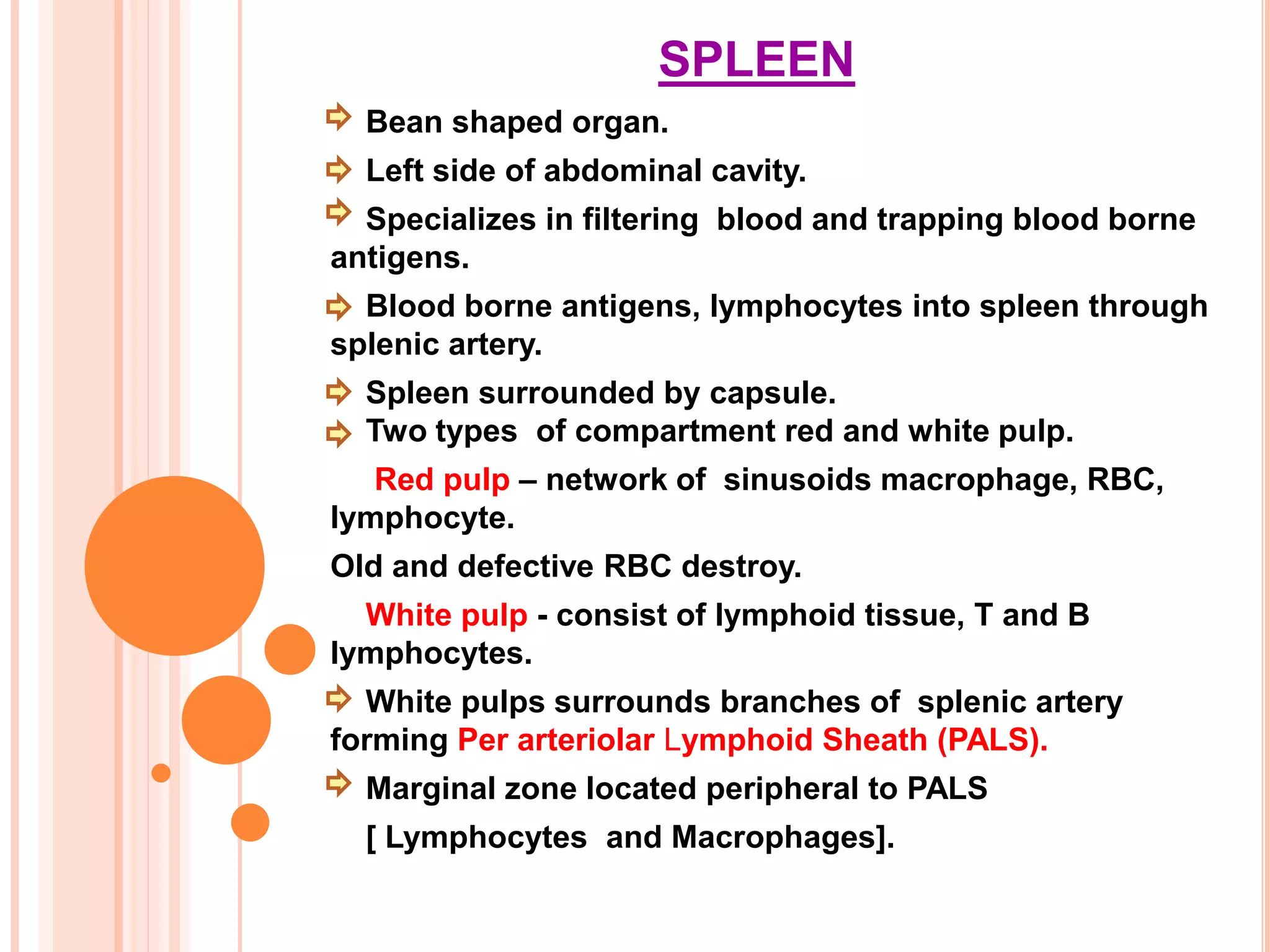 ORGANS OF IMMUNE SYSTEM PRIMARY AND SECONDARY LYMPHOID ORGANS | PPTX