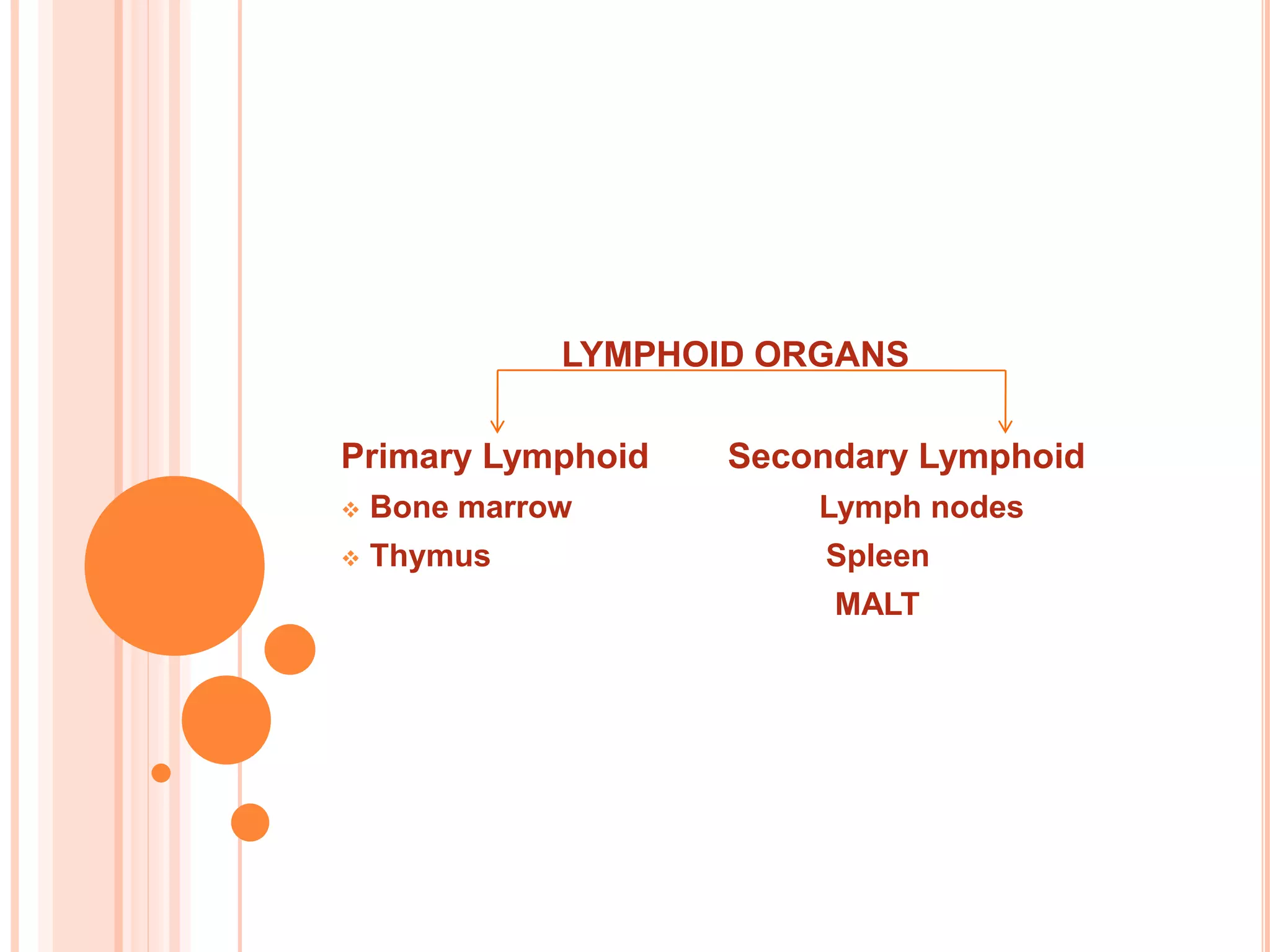 ORGANS OF IMMUNE SYSTEM PRIMARY AND SECONDARY LYMPHOID ORGANS | PPTX