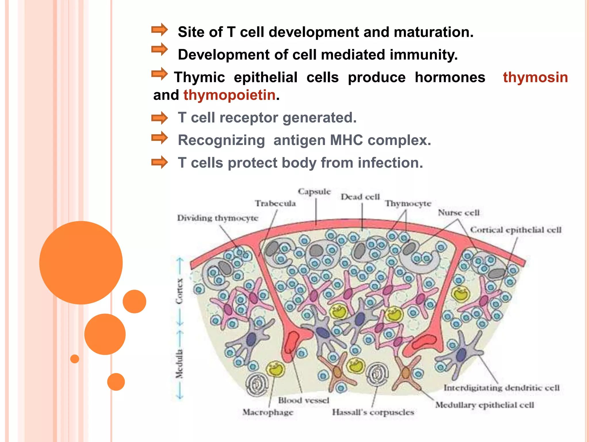 ORGANS OF IMMUNE SYSTEM PRIMARY AND SECONDARY LYMPHOID ORGANS | PPTX