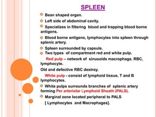 ORGANS OF IMMUNE SYSTEM PRIMARY AND SECONDARY LYMPHOID ORGANS | PPTX